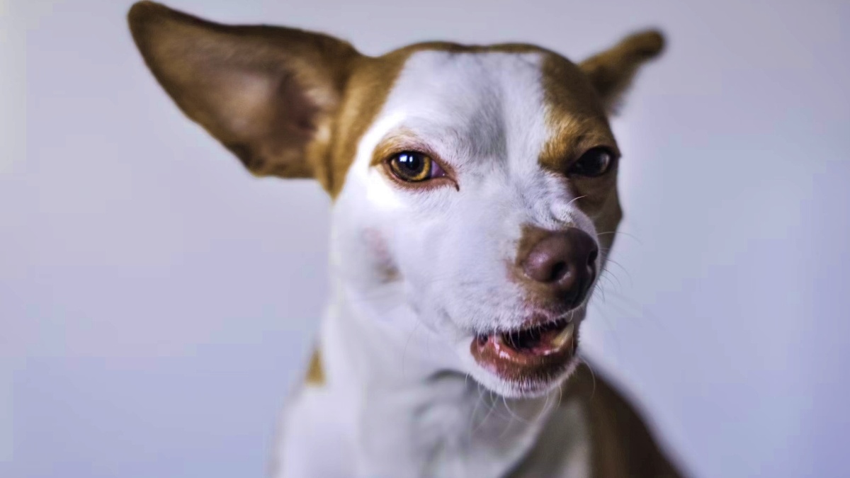 Your dog is angry with you and lets you know with these 5 actions