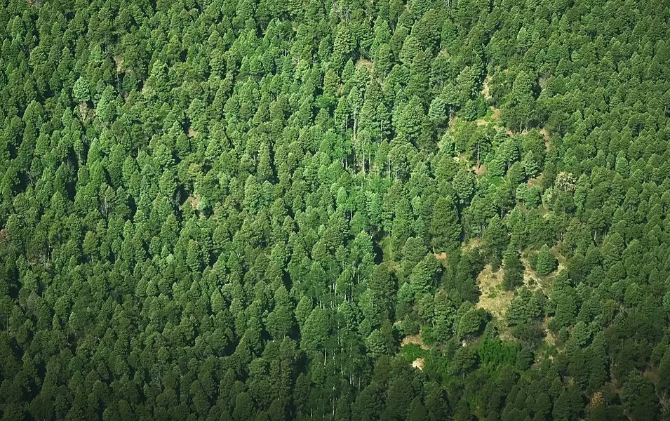 AI and reforestation converge in trillion-trees climate push