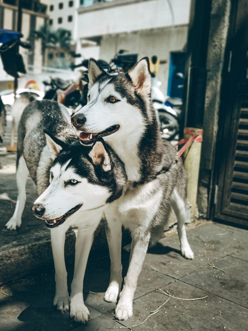 19 dog breeds that owners say are far harder than the books make them ...
