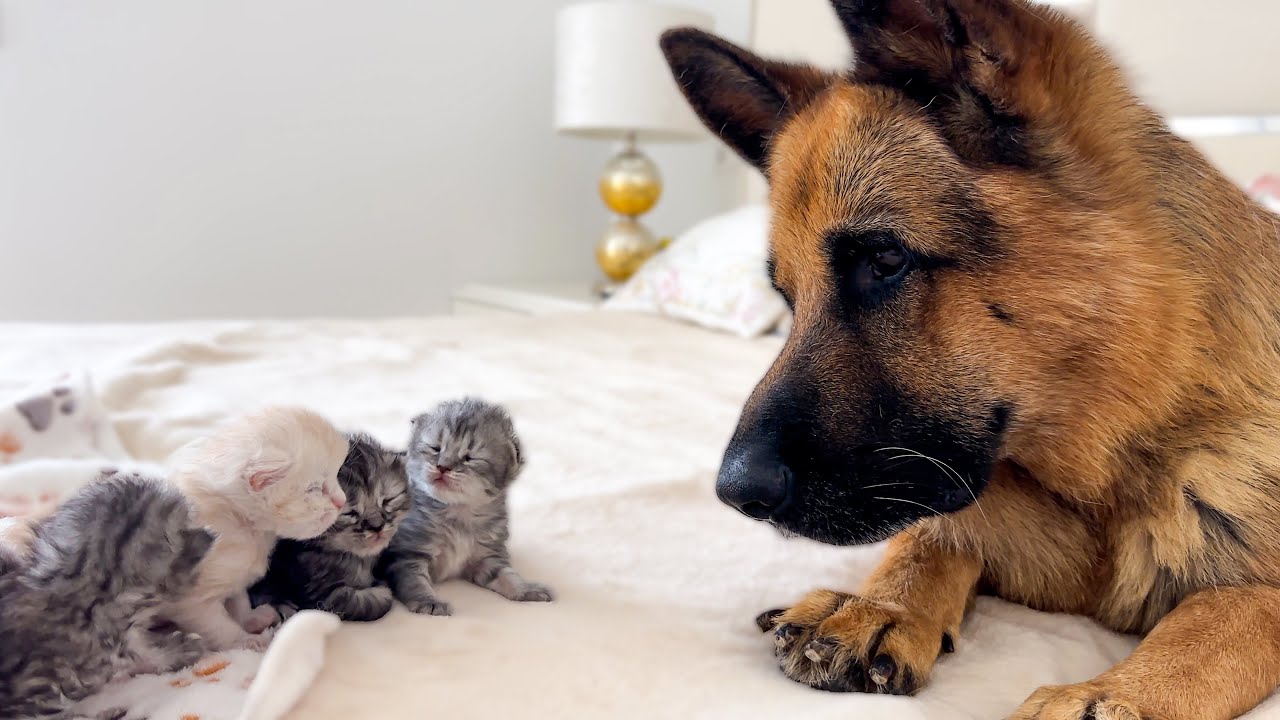 How a German shepherd reacts to baby kittens