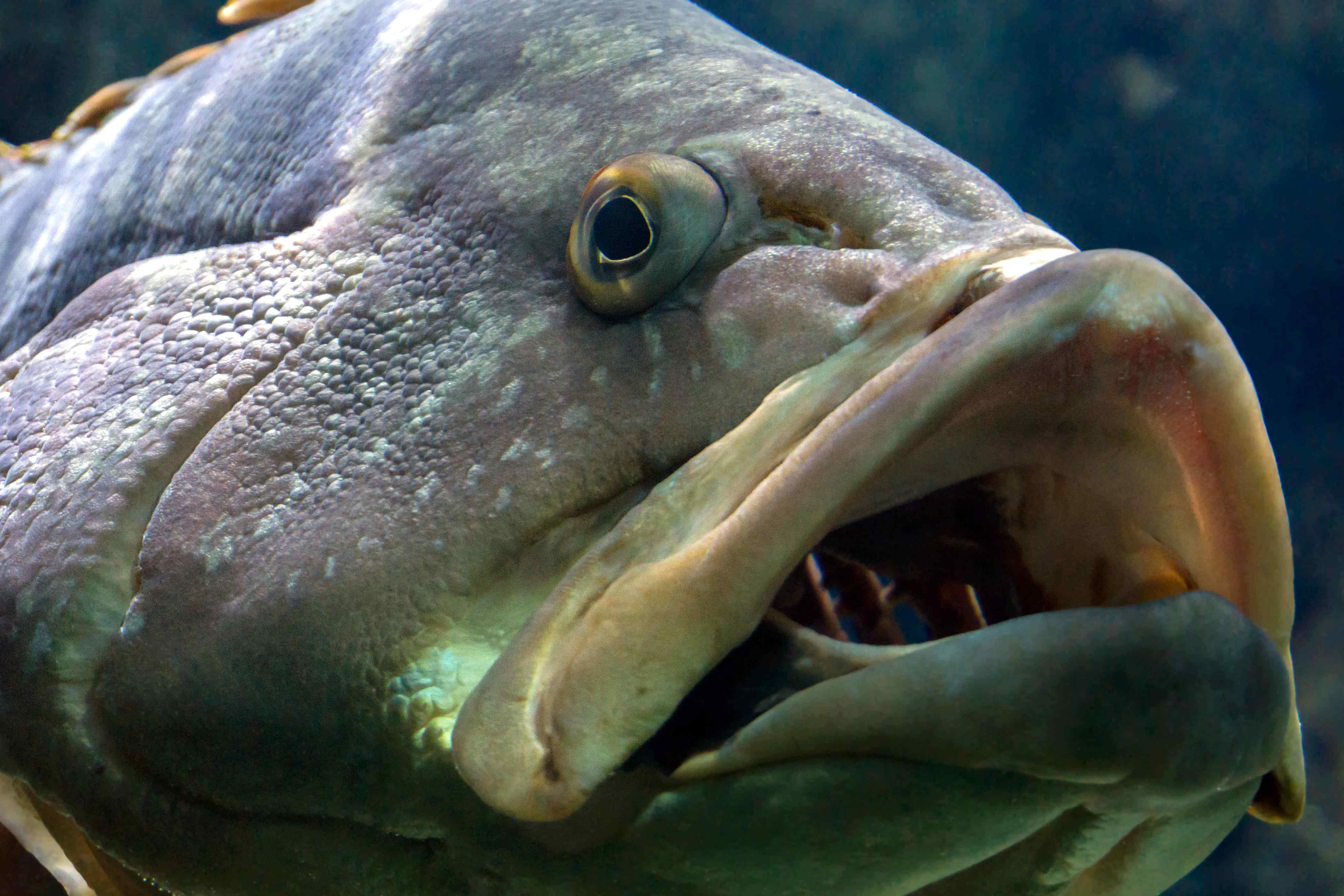 The largest grouper ever caught was a monster fish that may never be topped