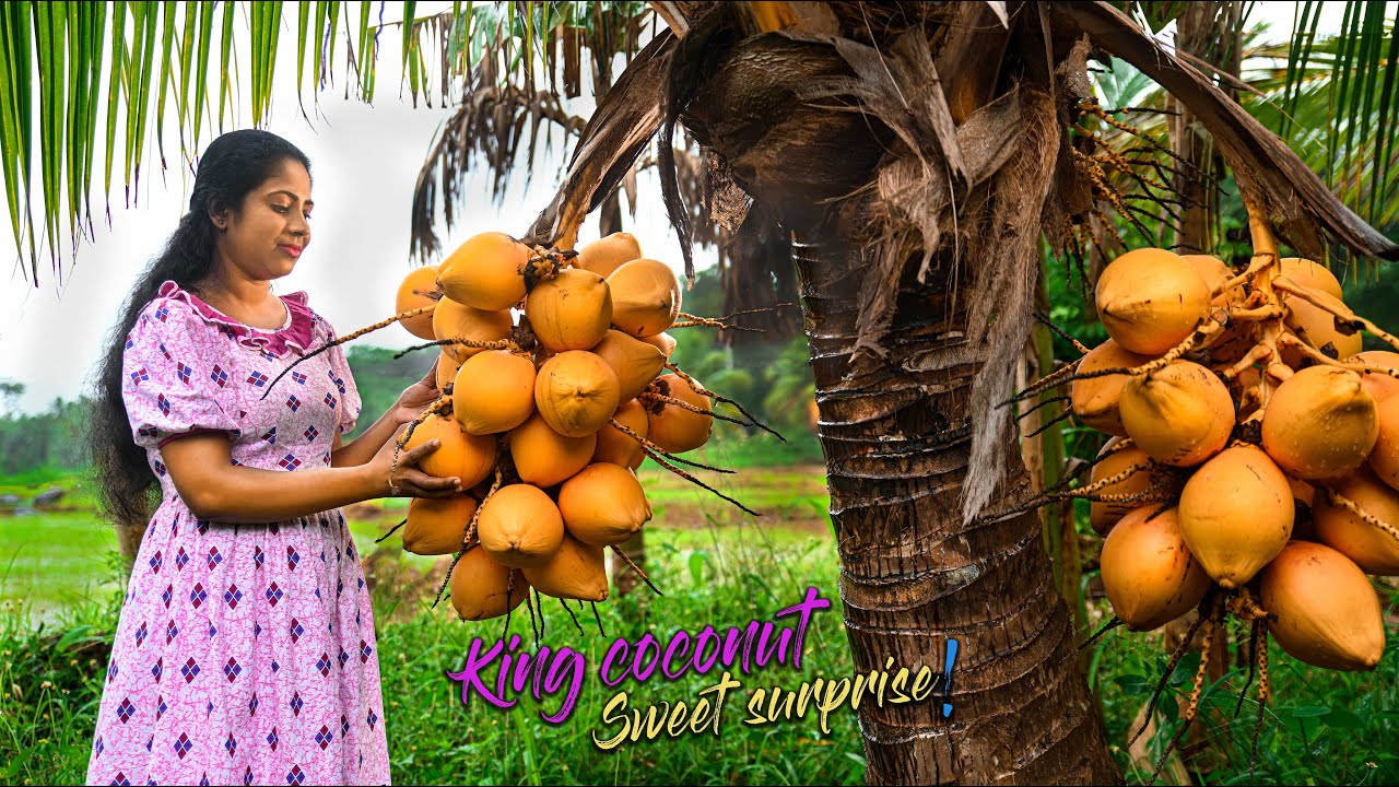 Sweet king coconuts used in juice dessert and curry