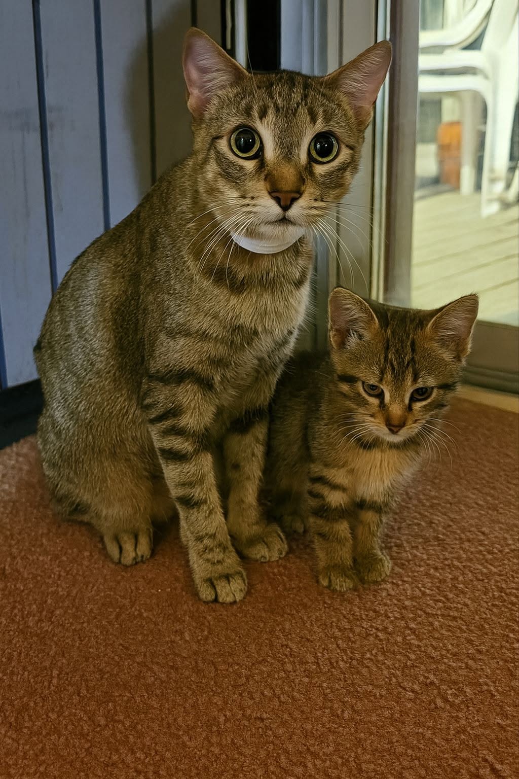 Gatta randagia arriva davanti a una porta con il suo cucciolo tra le zampe