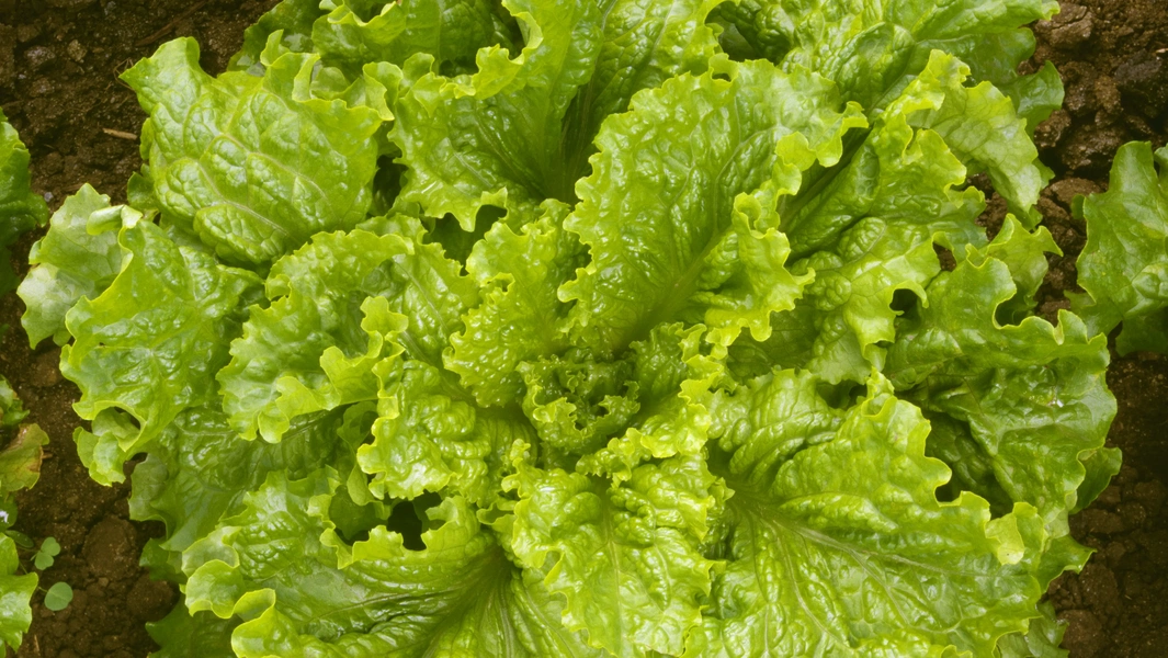 8 nitrogen fertilizers for healthy leafy greens