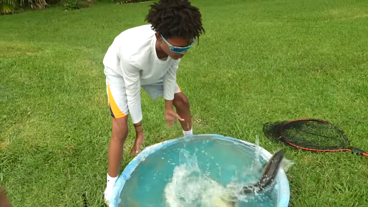 A giant rare arowana jumped 10 feet and the rescue got chaotic