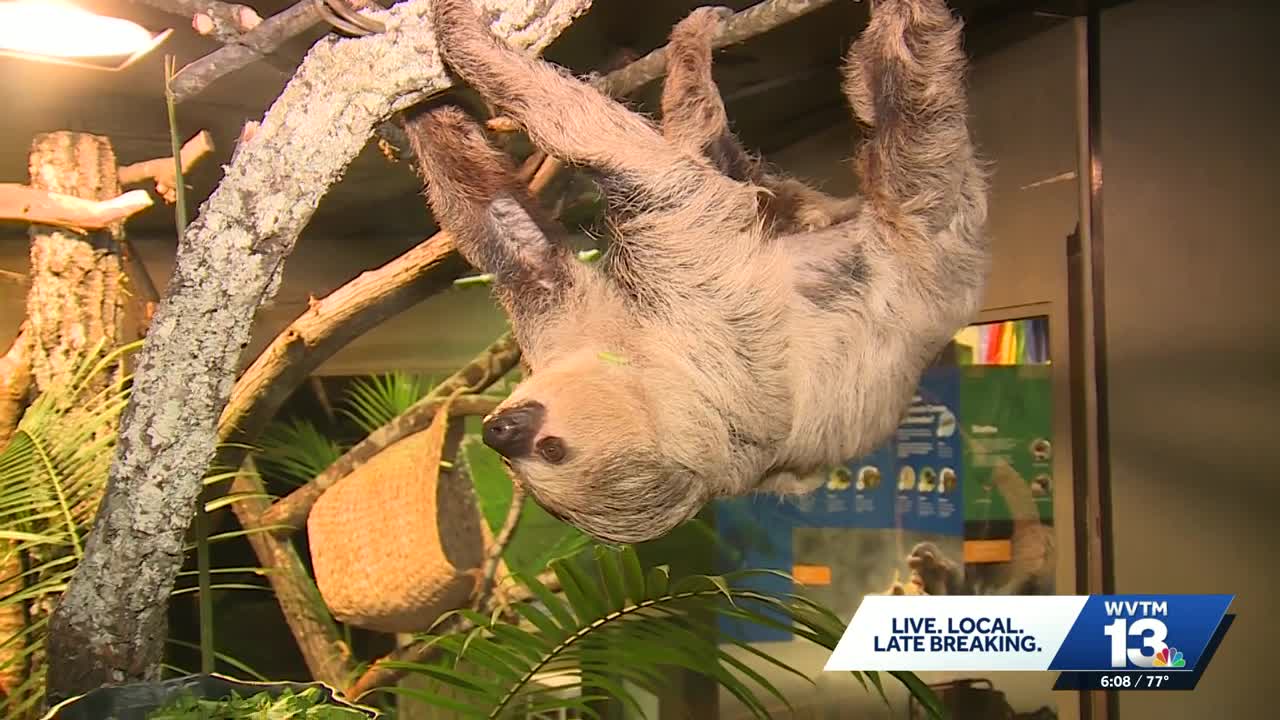 Sloth at McWane Science Center