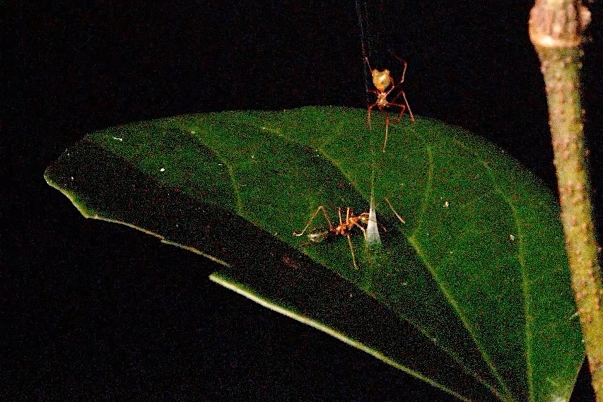 New spider hunts dangerous ants using spring-loaded trap in Australia