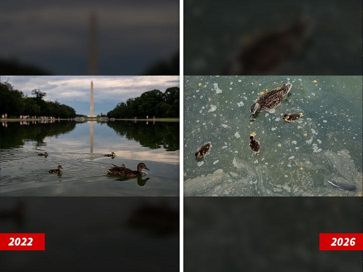 Duck lives at reflecting pool before and after algae attack