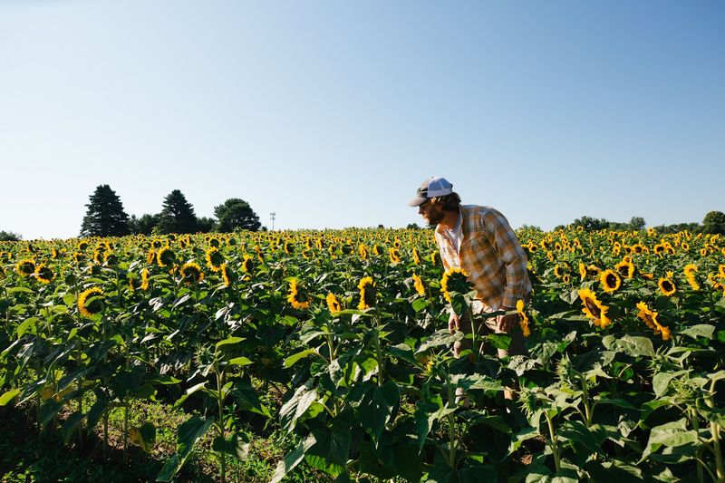 This giant Minnesota sunflower field is a bright summer detour worth ...