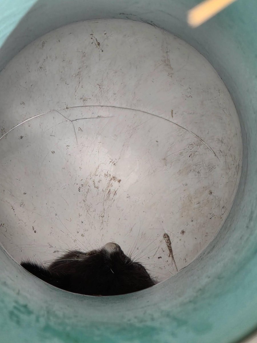 Look: 'Creative' animal rescuer saves kitten trapped in storm drain