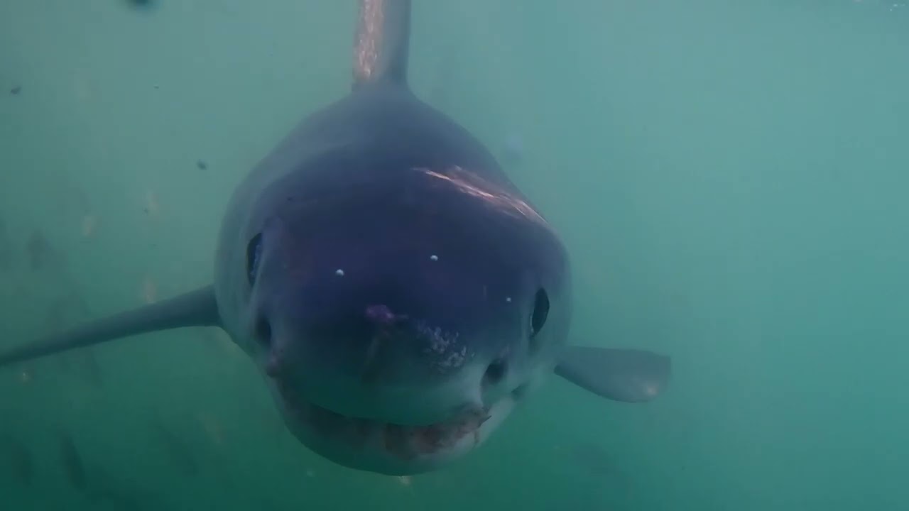 Up close with a great white shark: Stunning underwater encounter