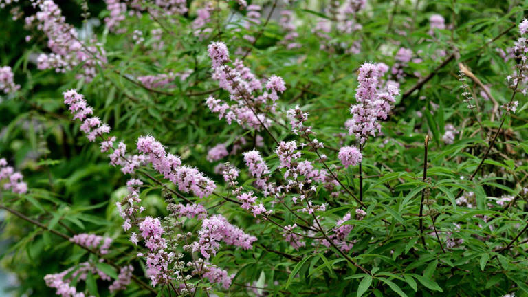 7 easiest native plants to grow to attract birds, bees and butterflies