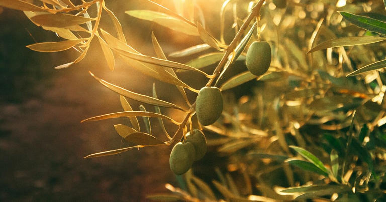More and more Americans are planting olive trees. Here's why