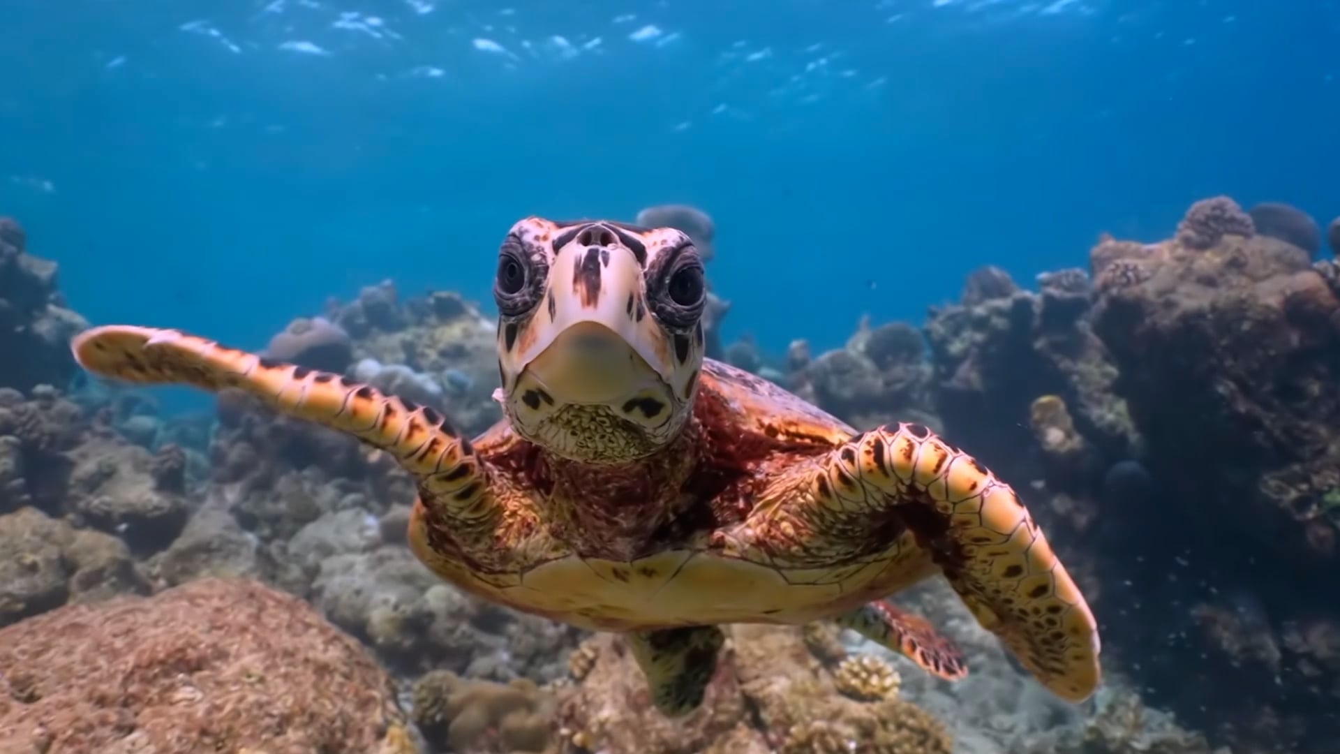 Journey with sea turtles: An underwater spectacle of grace - Worldwide