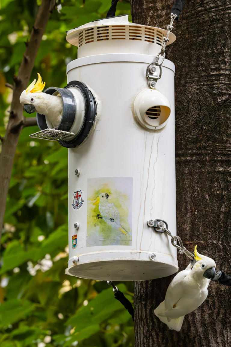 Hong Kong cockatoos could help save Indonesia’s endangered species ...