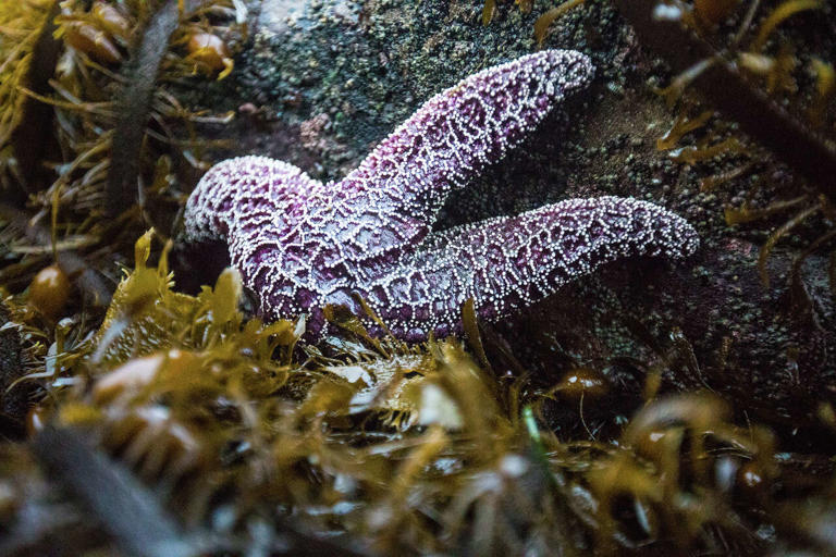 Time is running out to visit Olympic National Park's best coastal hike