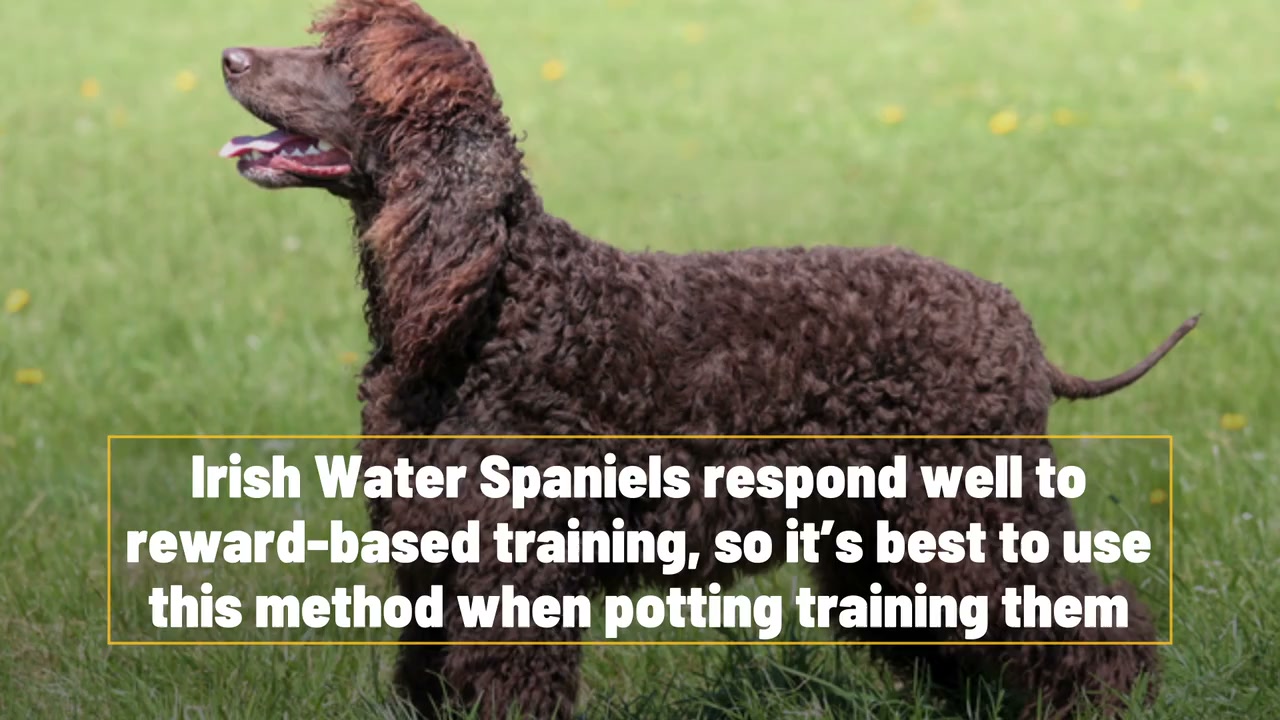 Dog breeds that are easy to potty train