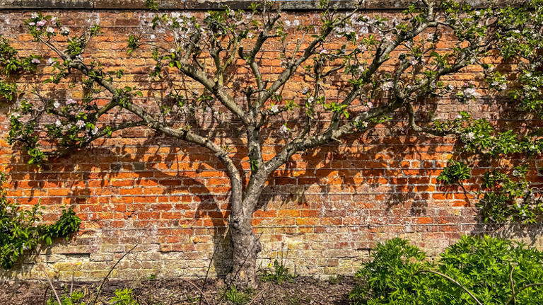 5 fruit trees that will live longer than you in your backyard