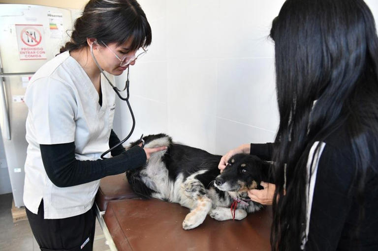 Bolivian city opens country's first municipal veterinary clinic