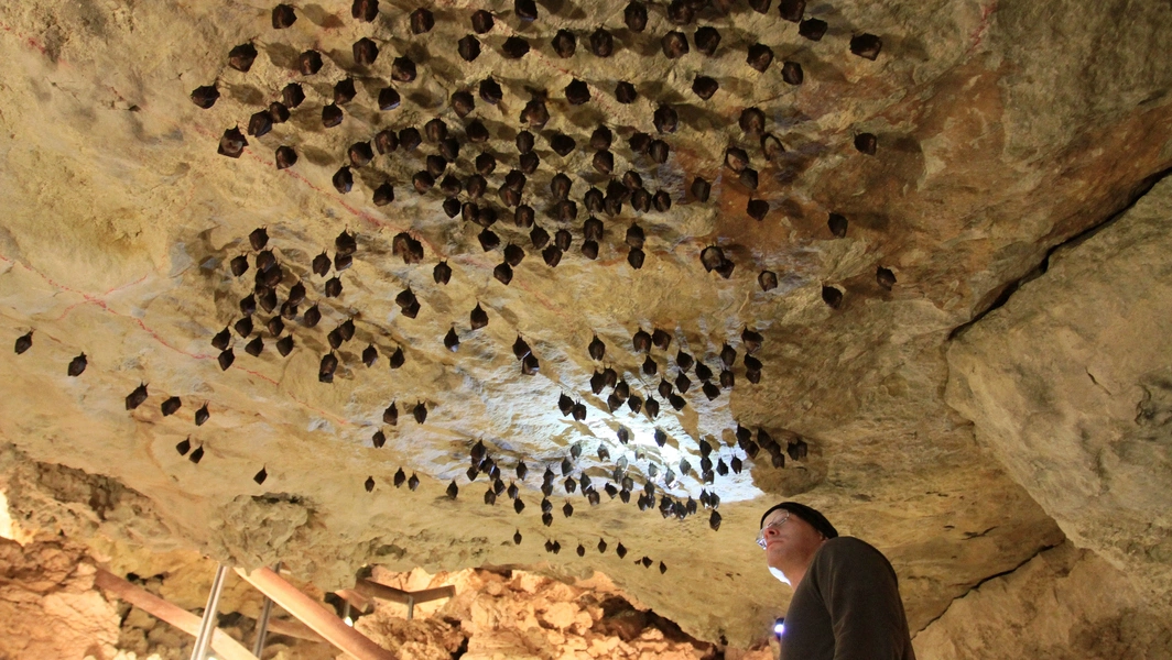 How bats choose and use their roosts