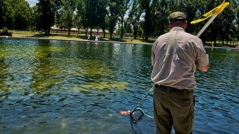 Baby duck dies in Trump’s slime-filled Reflecting Pool