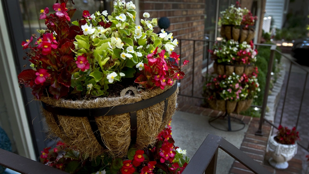 12 plants perfect for porch and patio containers