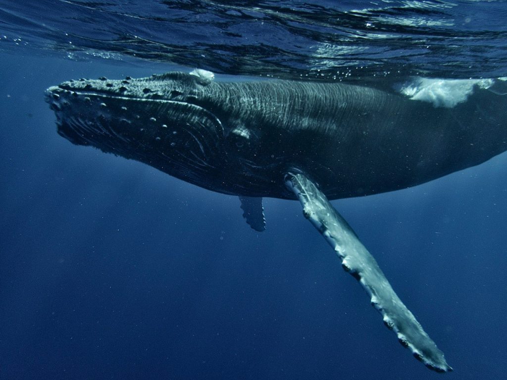 When a 27-ton whale revealed hidden legs