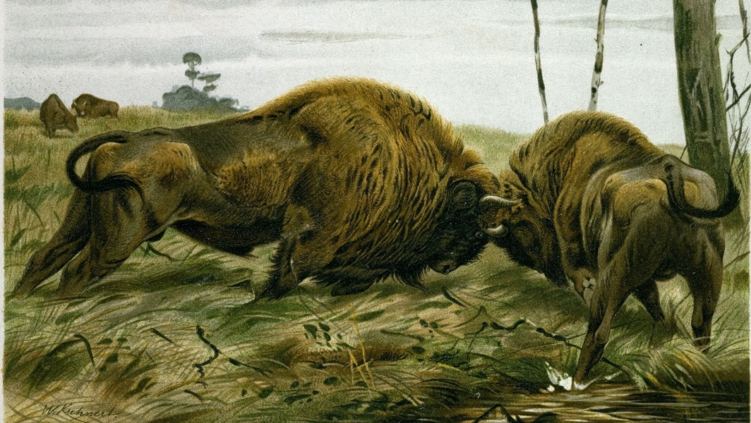 Rare footage shows bison herd fending off wolf attack in Poland