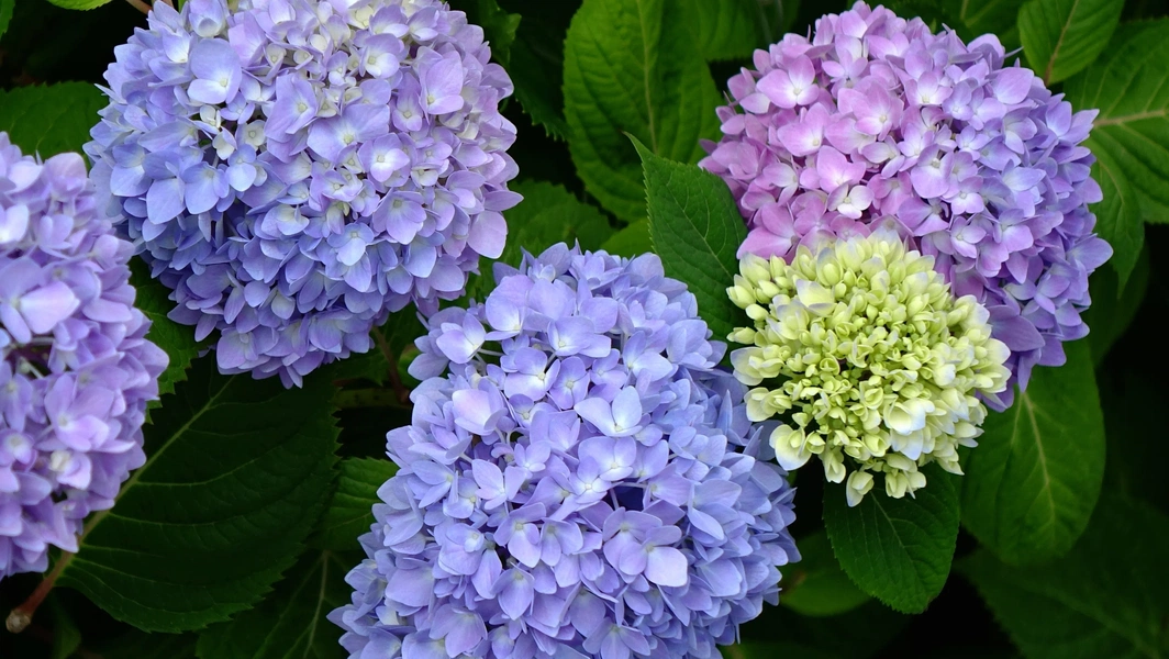 Baking soda’s effects on hydrangea growth and color