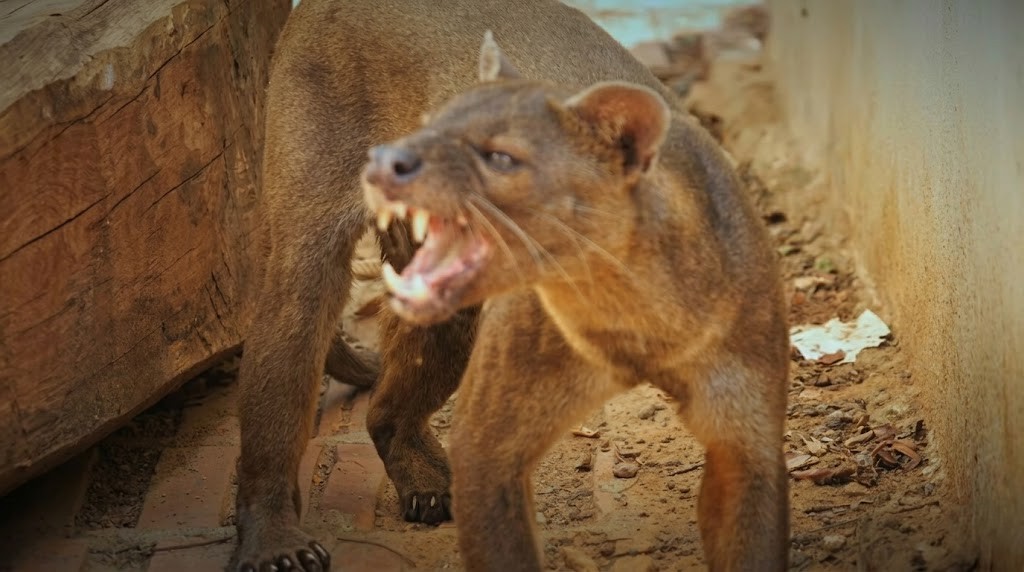 Watch what happens when Madagascar's top predator hunts lemurs