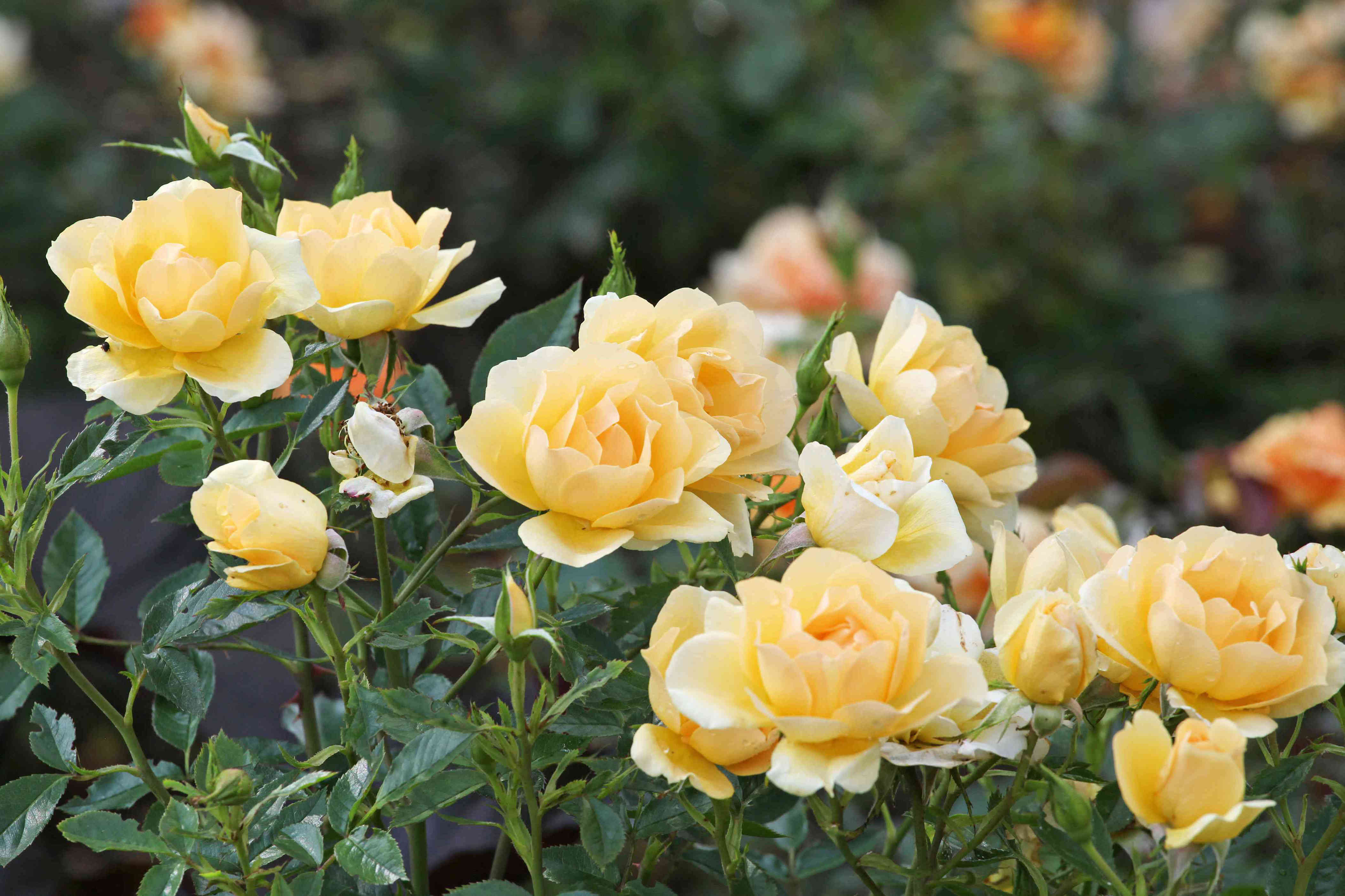 How to grow roses from cuttings—and turn one bush into many