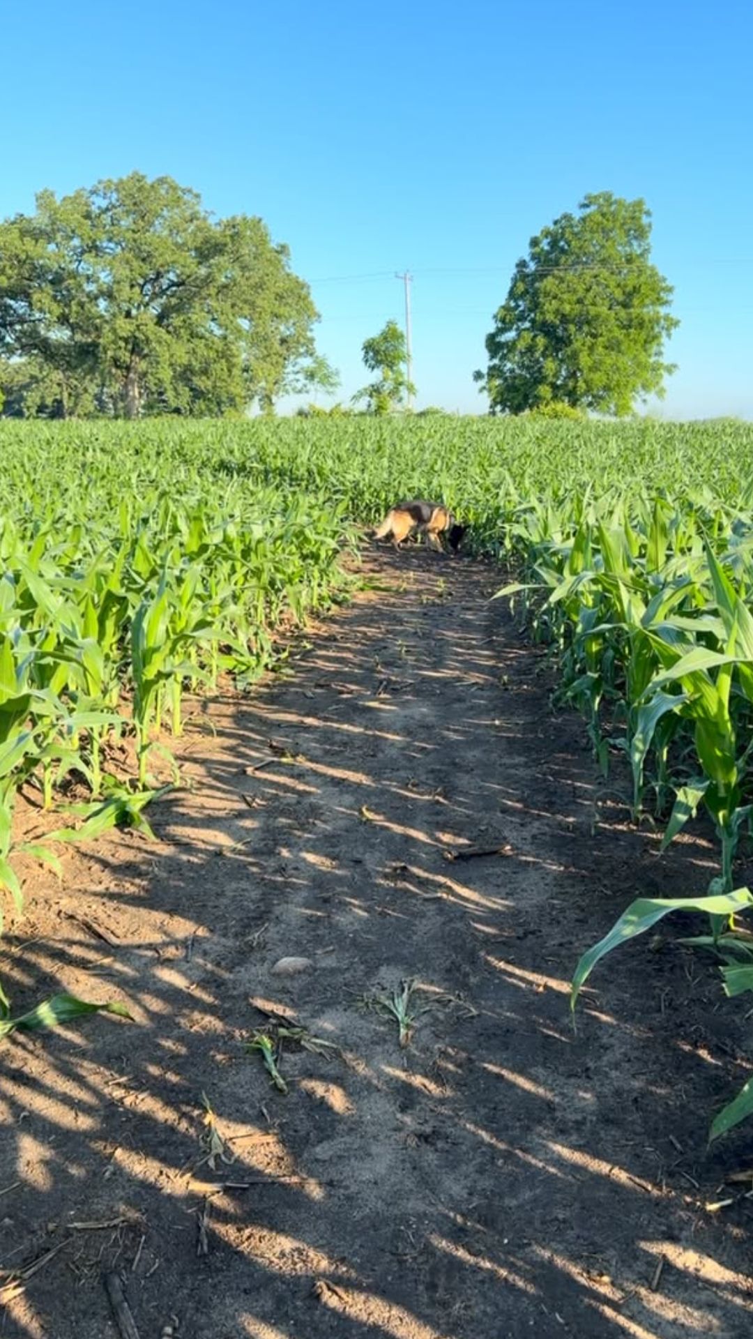 Happy Monday morning routine coffee corn and farm life moments