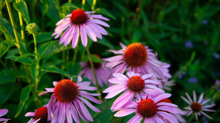 7 easiest native plants to grow to attract birds, bees and butterflies