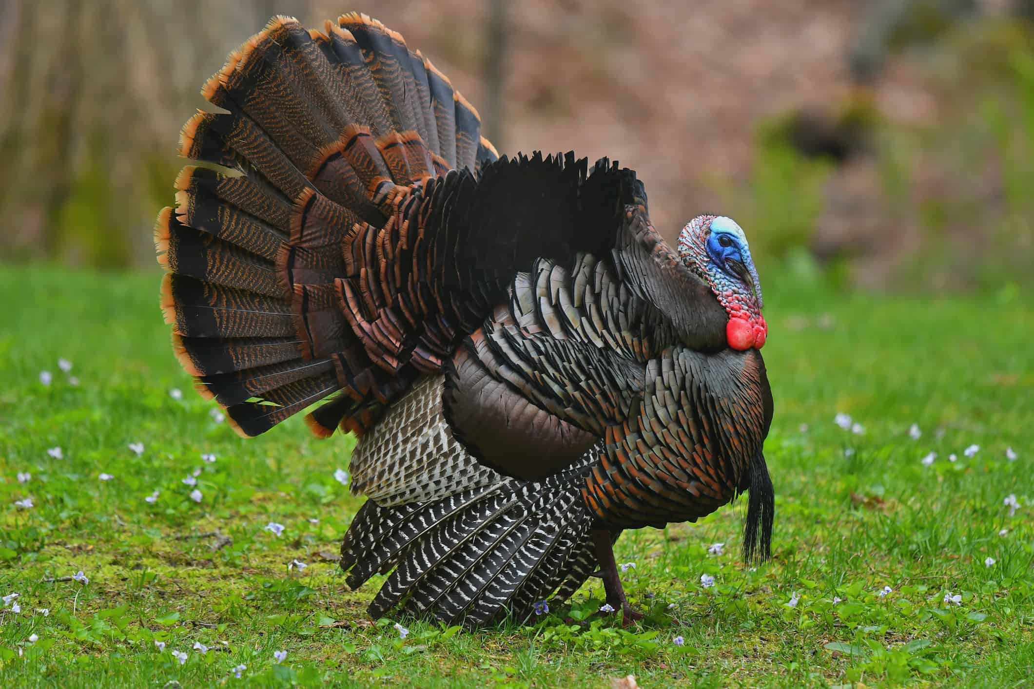 Wild turkeys are taking over these states, and most Americans don’t ...