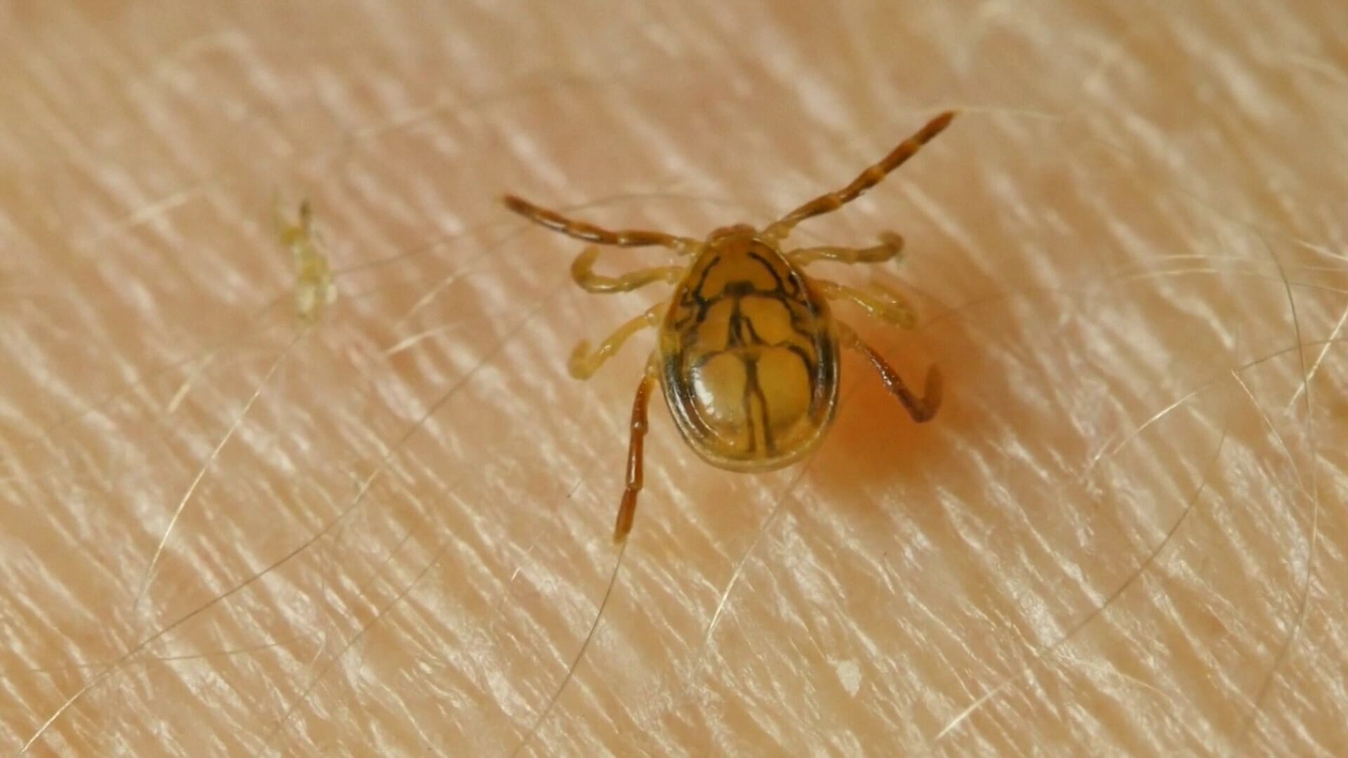 Tick bites reach highest level since 2017 as CDC issues health alert