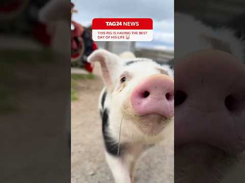 The happiest pig you’ll ever see