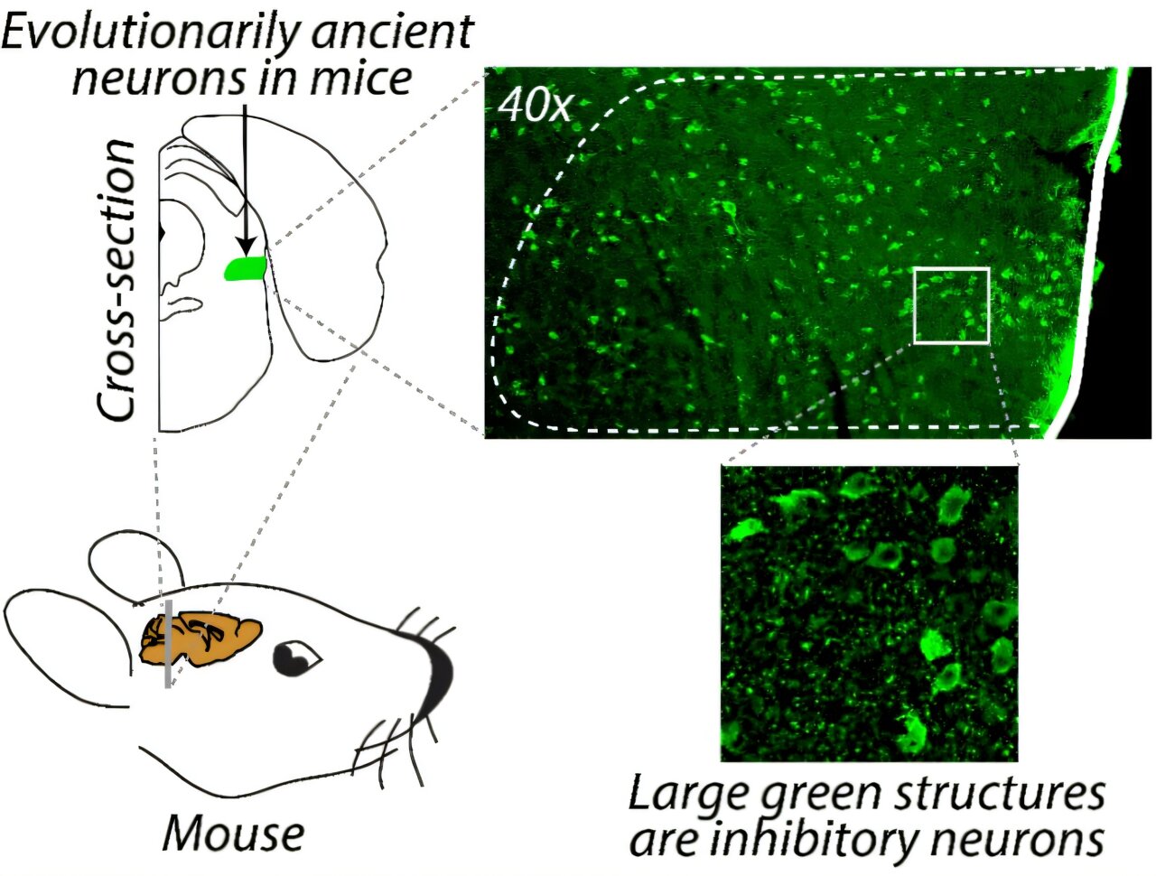 Scientists discover ancient neurons that control attention