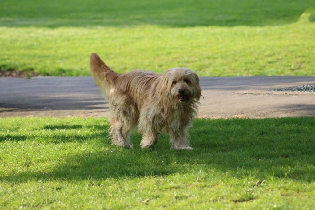 Rare dog breeds facing extinction and why they need protection