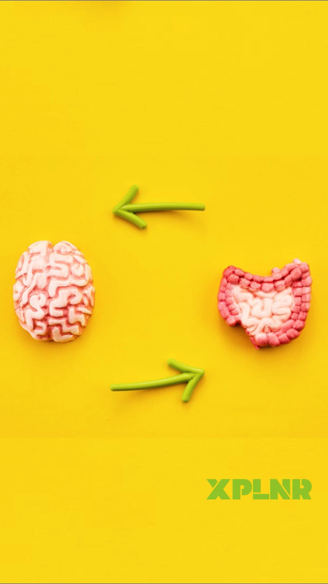 La salute dell'intestino influenza davvero le tue emozioni?