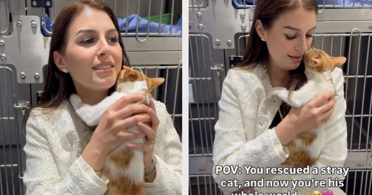 Stray cat refuses to leave human who rescued him