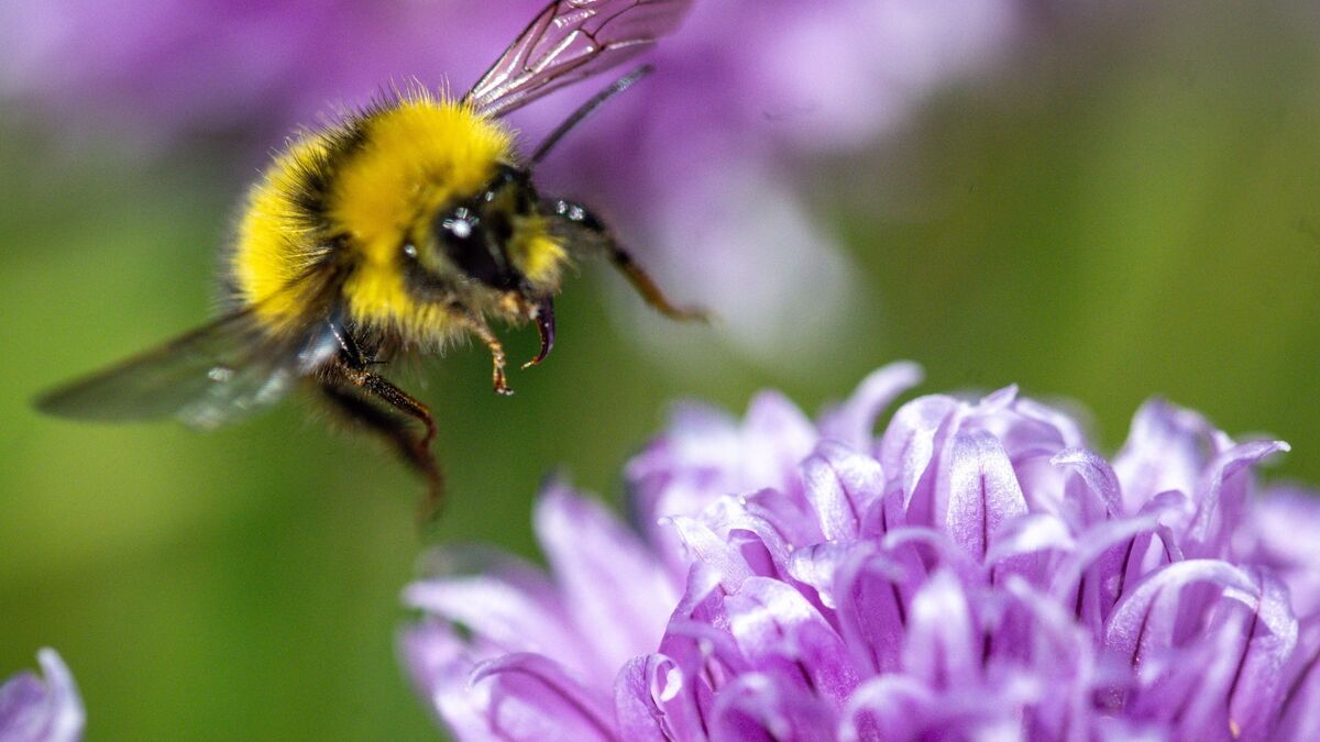 Heatwave: Met Éireann issues status yellow high-temperature warning for ...