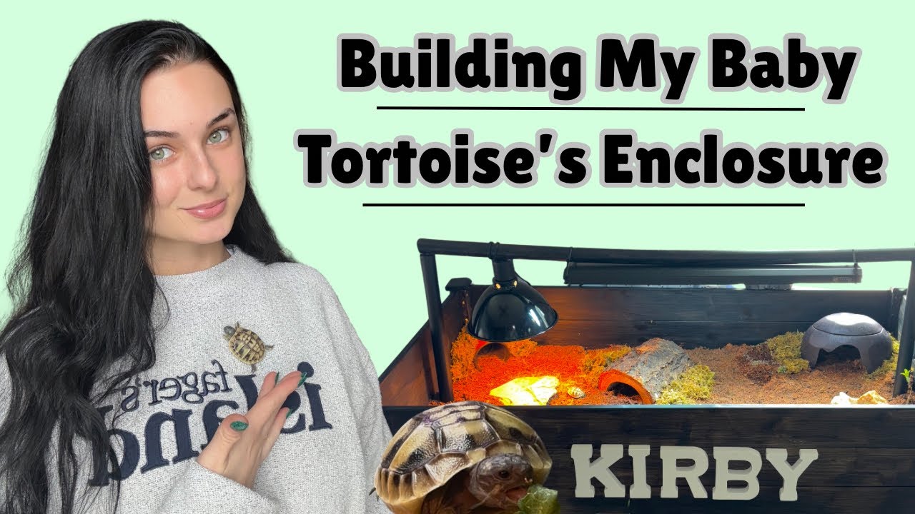 Building a safe enclosure for my baby tortoise