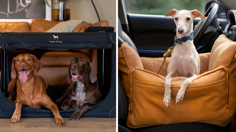 Amazon drops Prime Day deals on essential summer dog travel gear