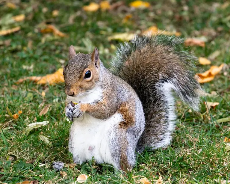 Why Squirrels Bury Nuts In Your Potted Plnts