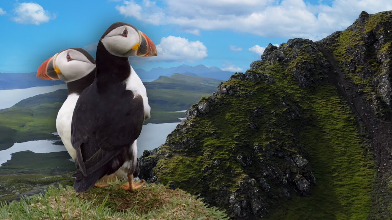 Scotland's enchanting spring season | Scotland: A wild year