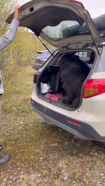 This dog’s car exit has everyone smiling