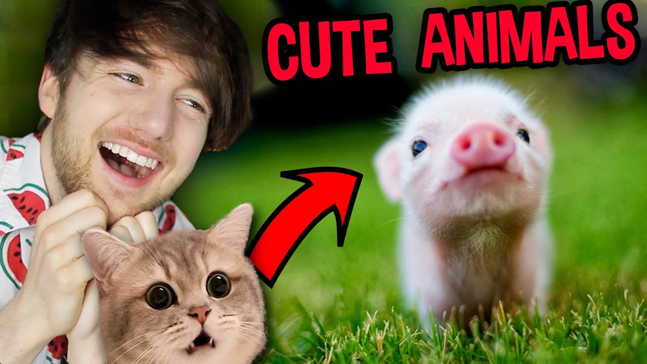 You need this cute animal break