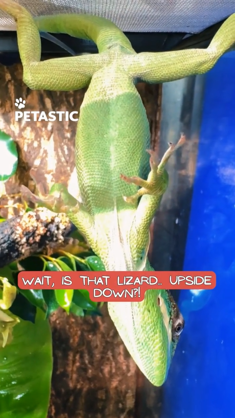 Girl discovers her pet lizard hanging upside down