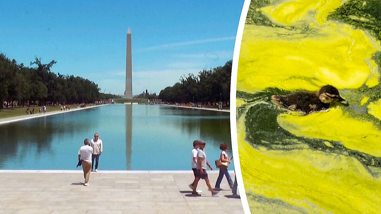 Dead duckling found in algae-covered reflecting pool as Trump threatens ...