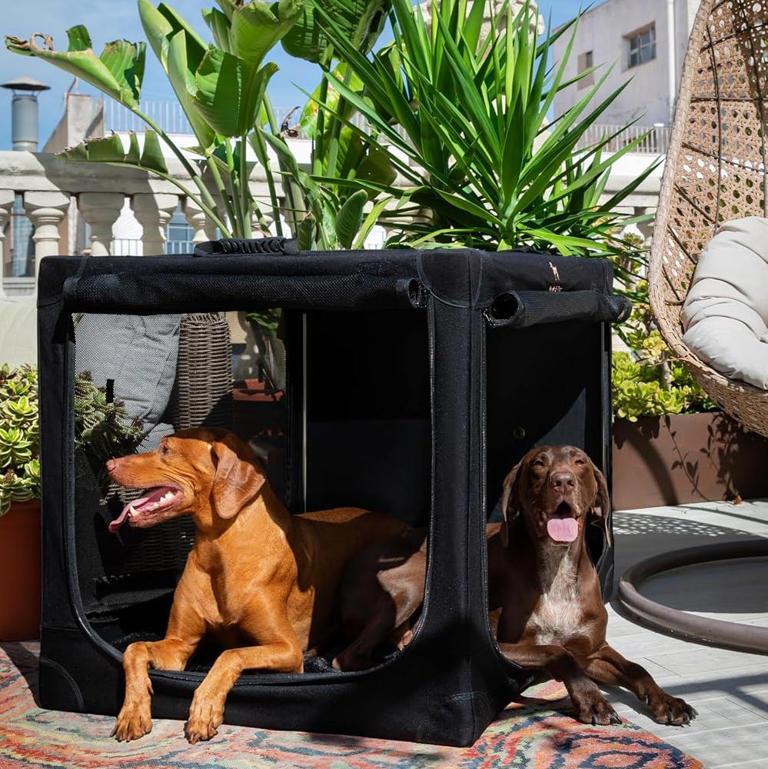 Amazon drops Prime Day deals on essential summer dog travel gear